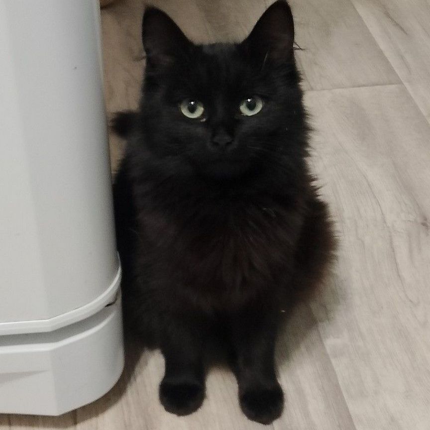 Котёнок девочка, 4мес