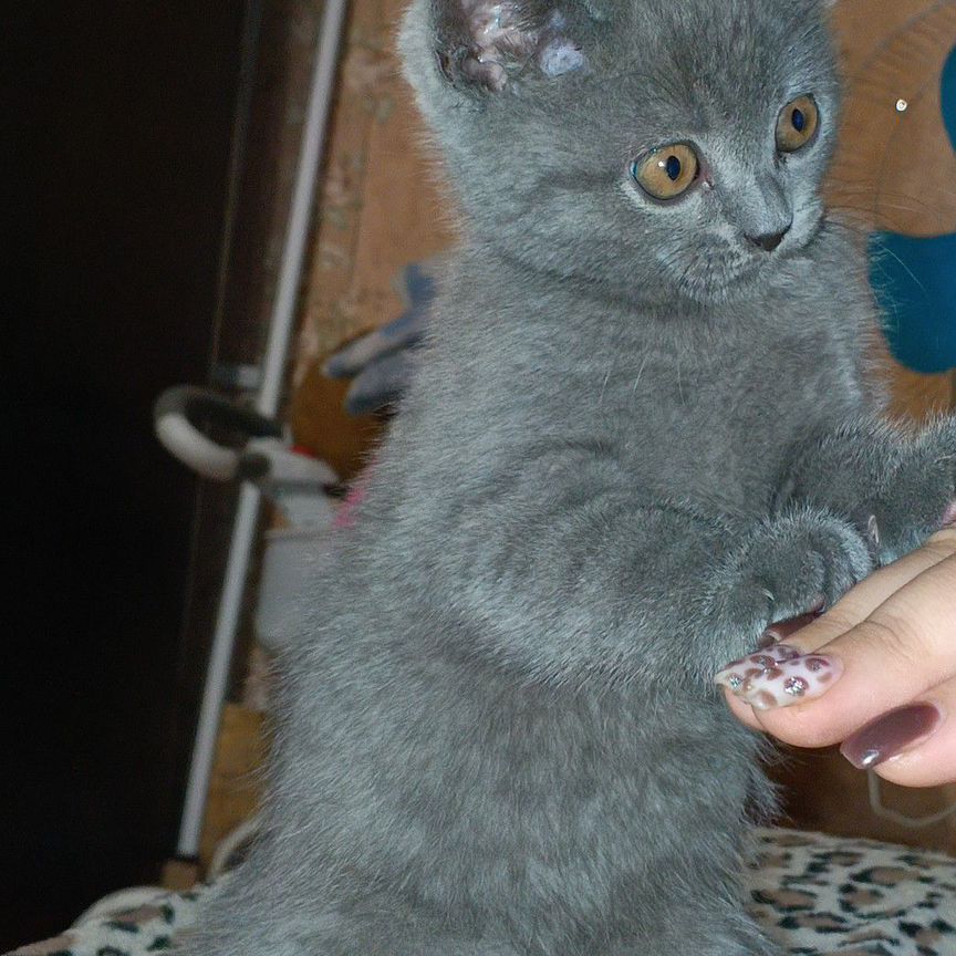 Шотландская девочка