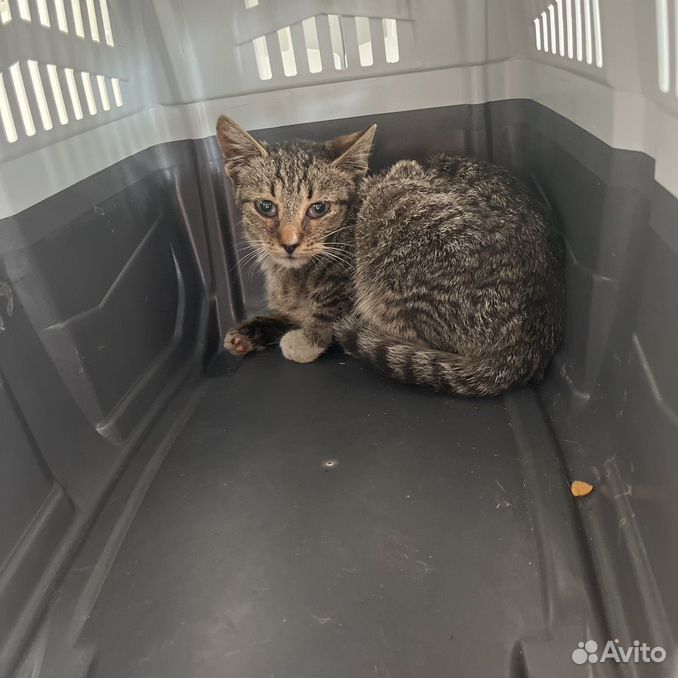 Котенок мальчик бесплатно