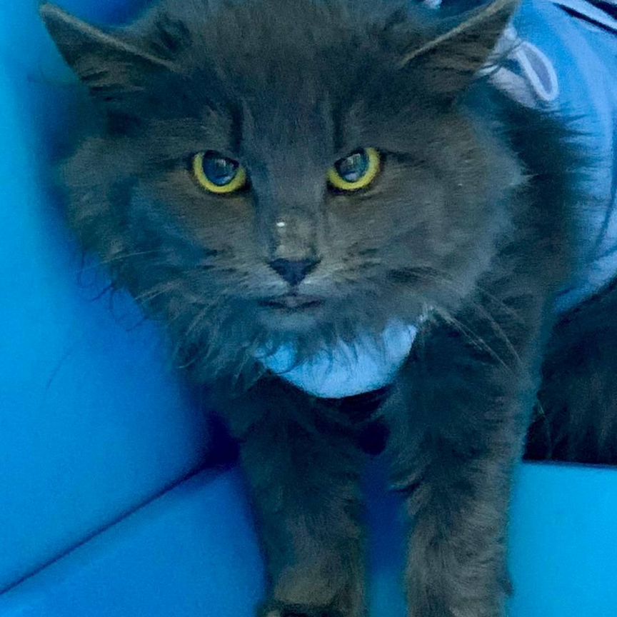 Падме оставили на базе. Базу сносят. Нужен дом