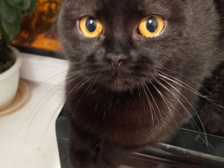 Кошка