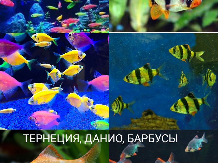 Аквариумные рыбки и сопутствующие товары