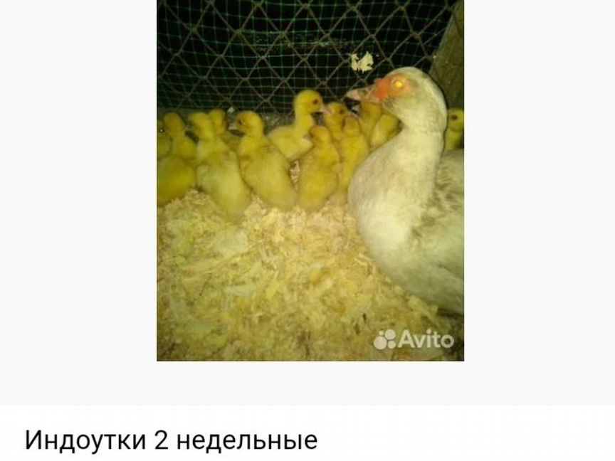 Утята индоутки