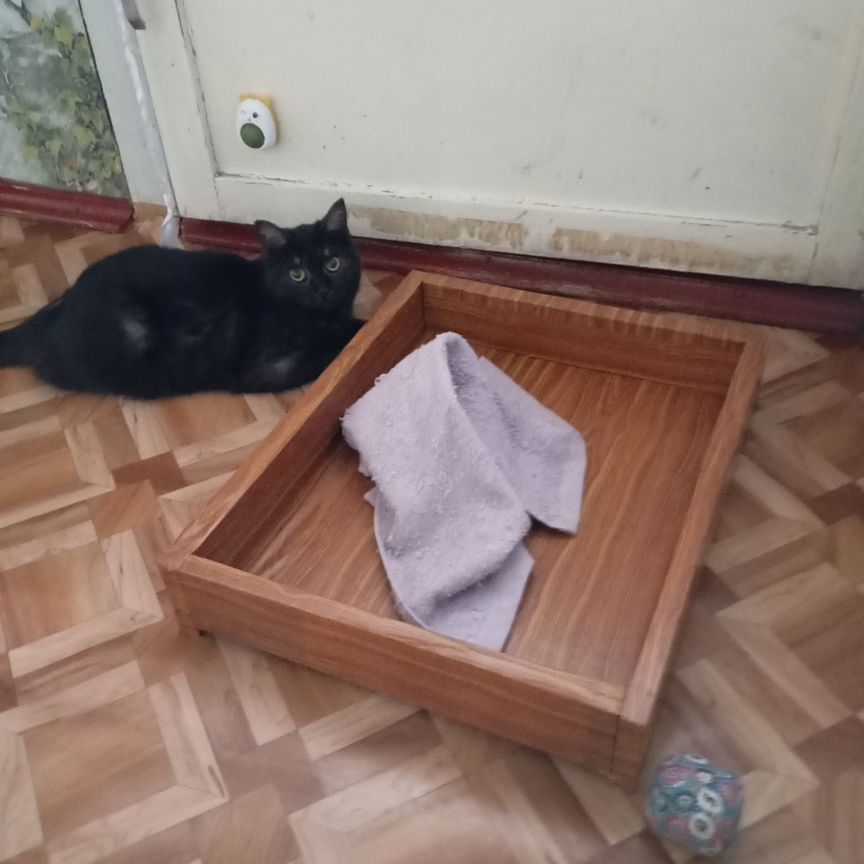 Отдам кошку в хорошие руки, бесплатно, стерилизова