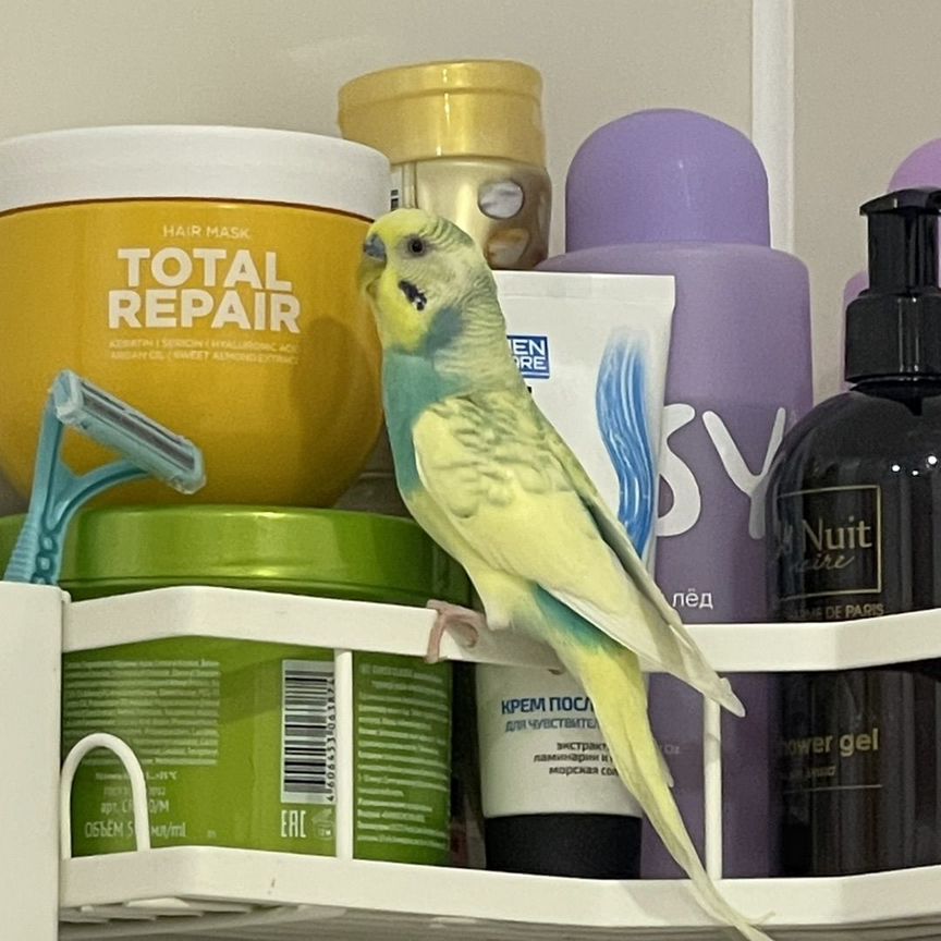 Волнистый попугай