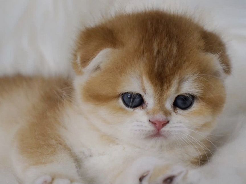 Золотые шубки