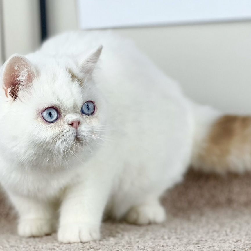 Редкий голубоглазый котик