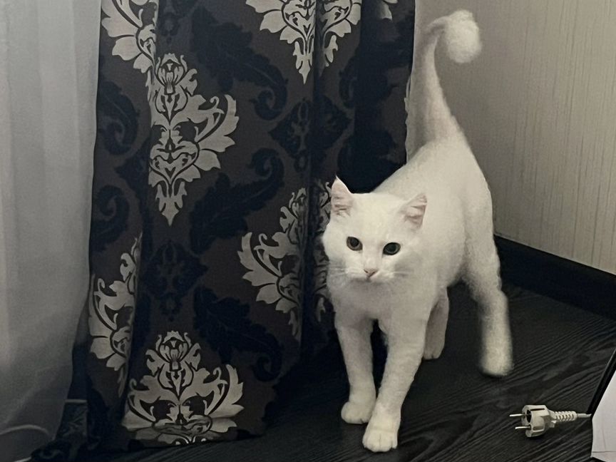 Кошка с оплатой содержания