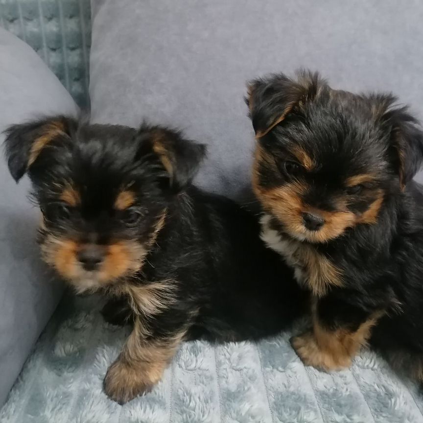 Йоркширский терьер, щенок