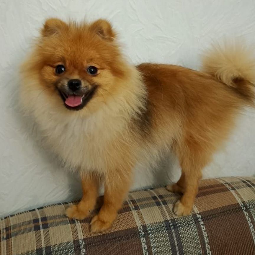 Померанский шпиц, щенок