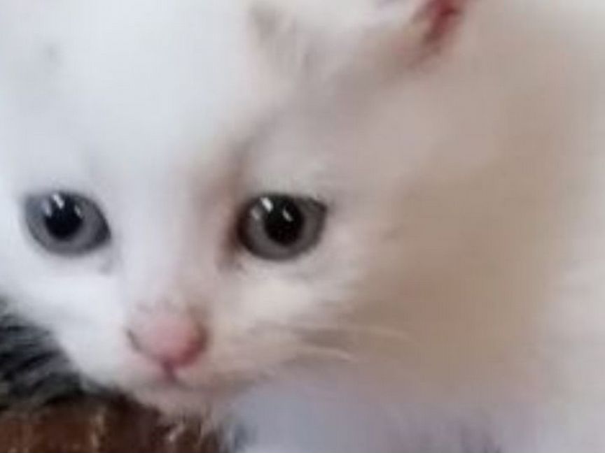Турецкая ангора. Котёнок