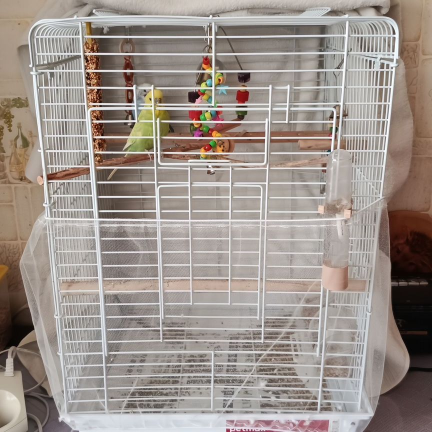 Волнистый попугай с клеткой