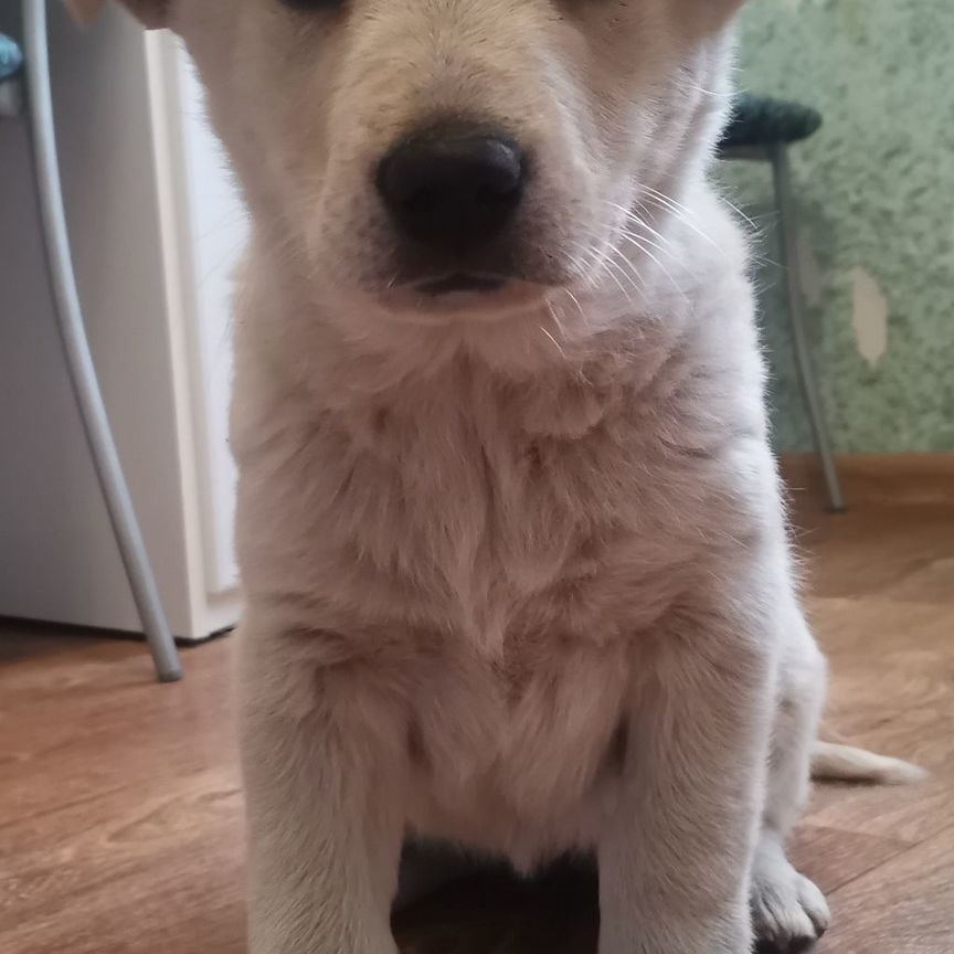 Щенок девочка в дар