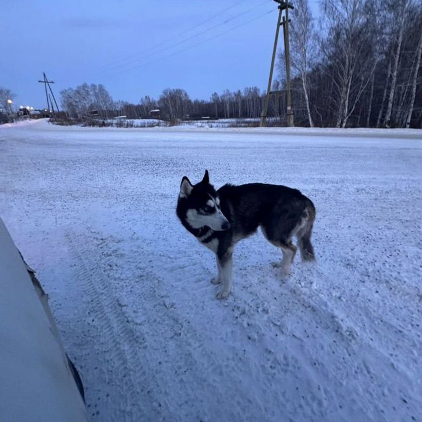 Сибирский хаски, взрослая собака