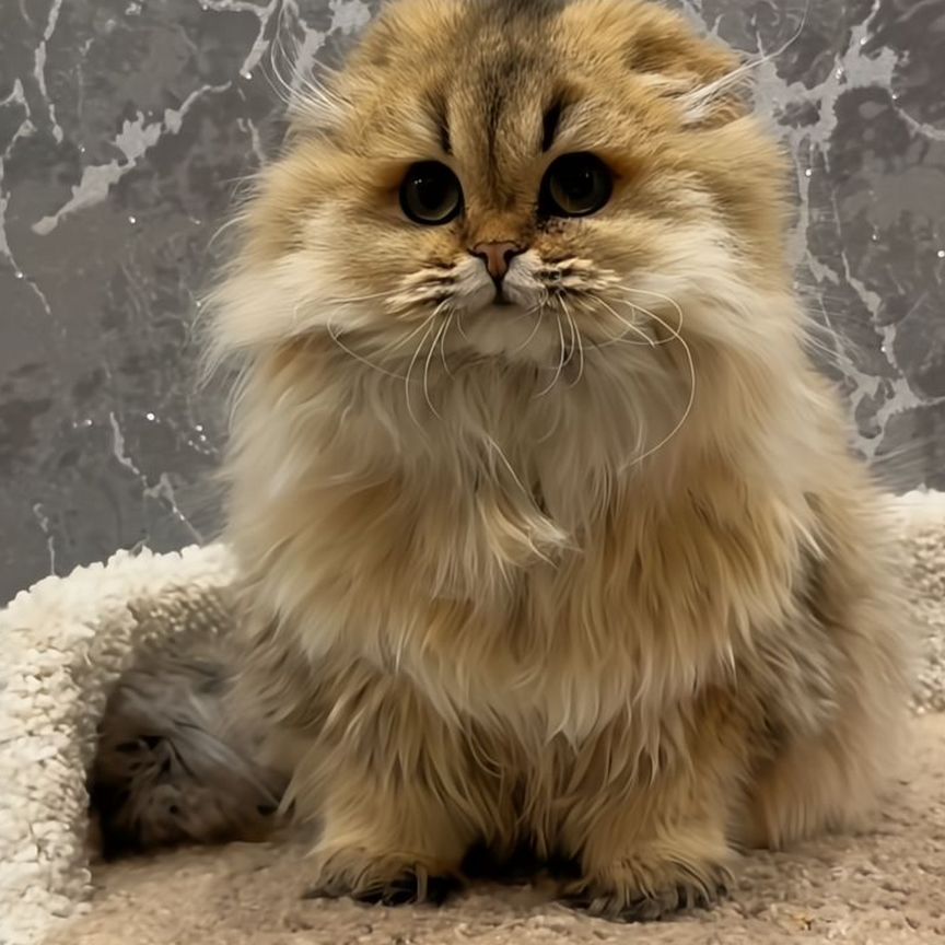 Шотландский вислоухий длинношёрстный котёнок