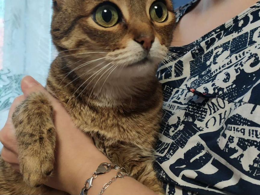 Кот Финик