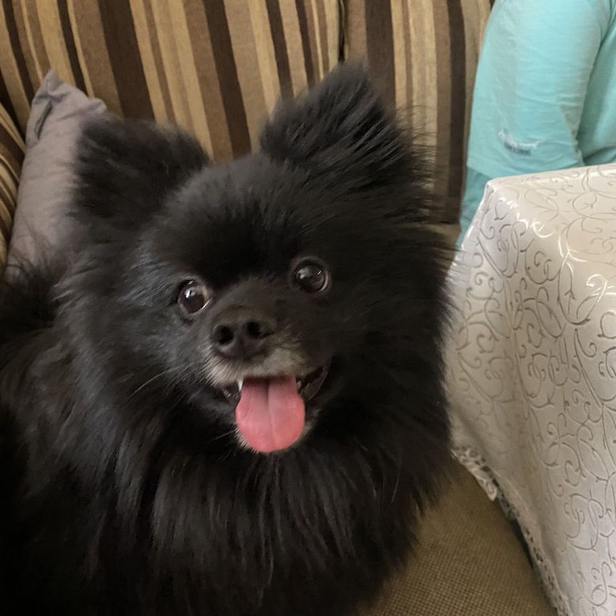 Шпиц мальчик ищет девочку