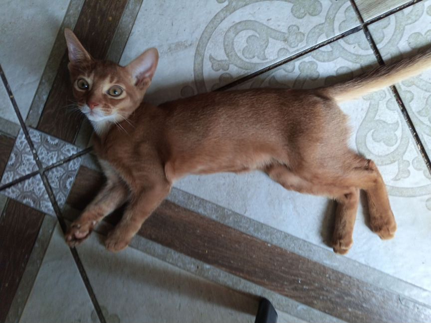 Абиссинские котята