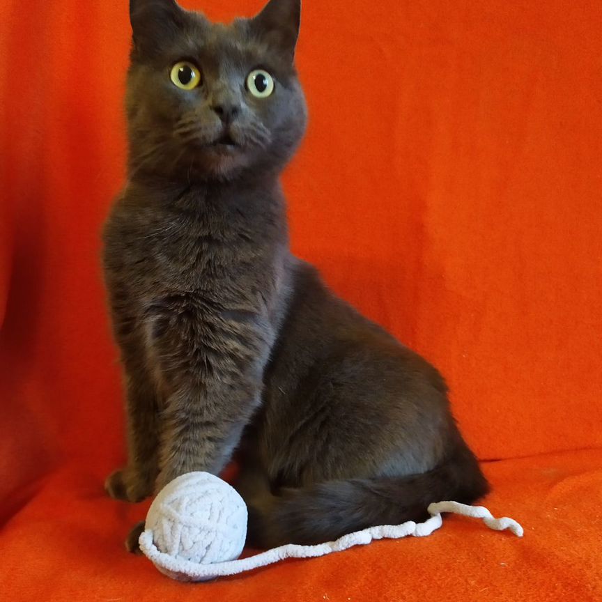 Кошка метис британца в хорошие руки