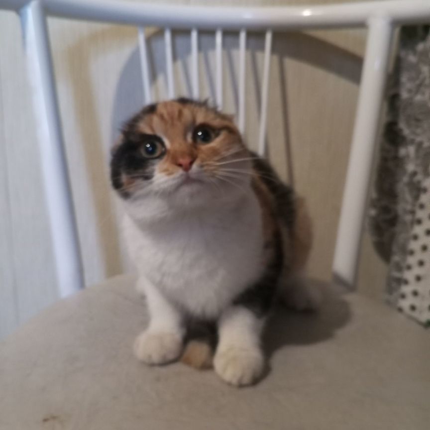 Отдам подросших котят