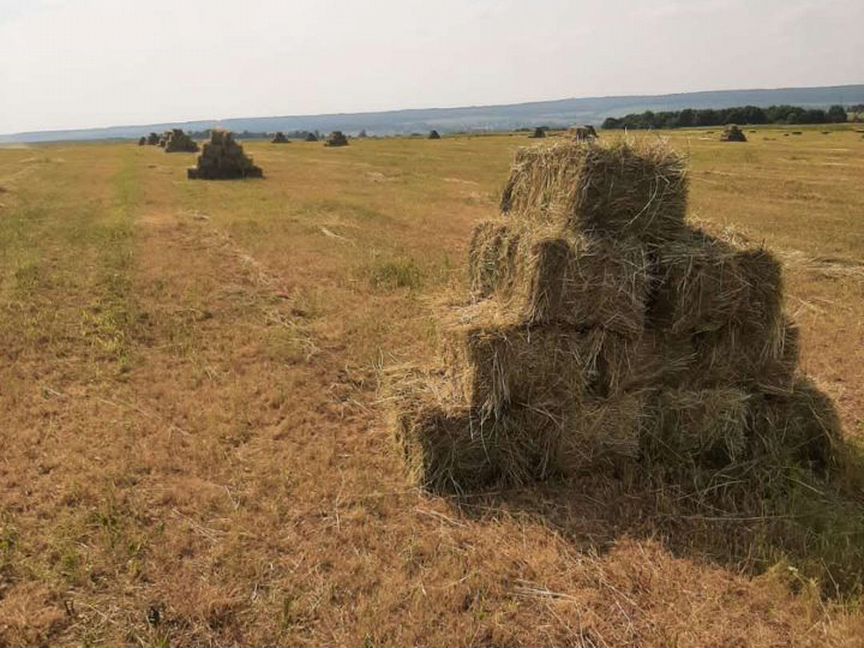 Сено в тюках 2022