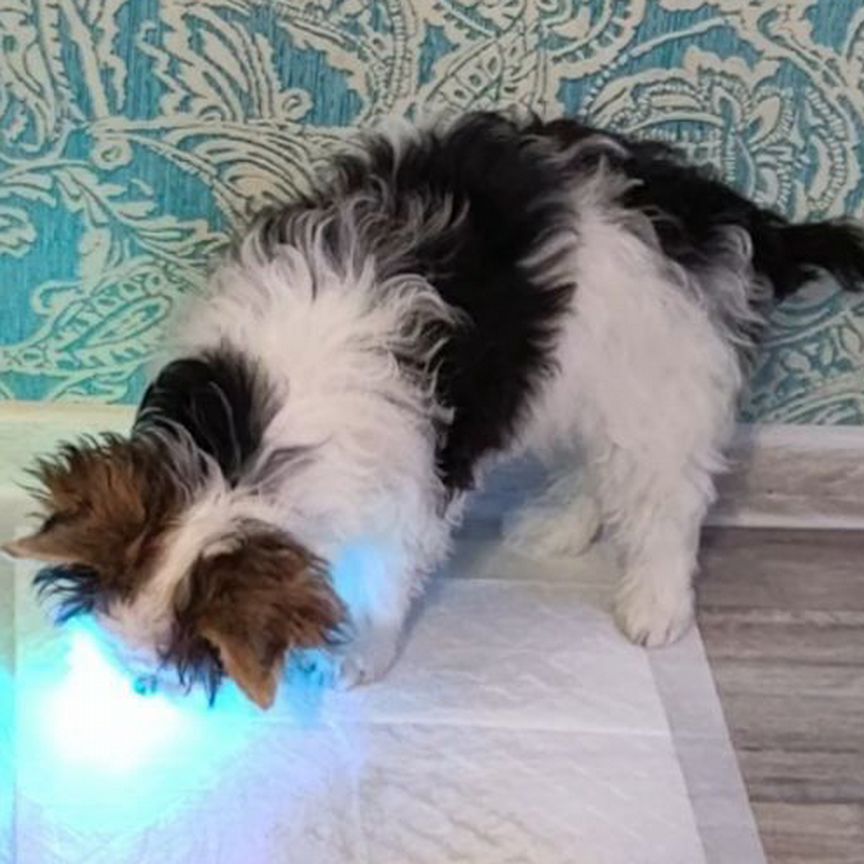 Пелёнки для щенка 180шт. Непромокаемые 100 проц-ов