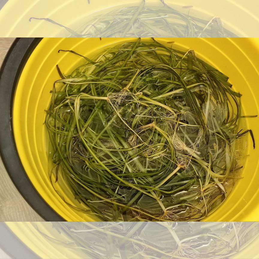 Аквариумная прополка растений