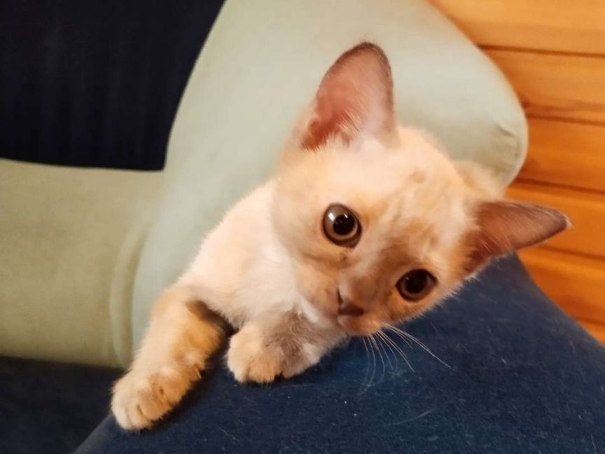 Бурманский котенок