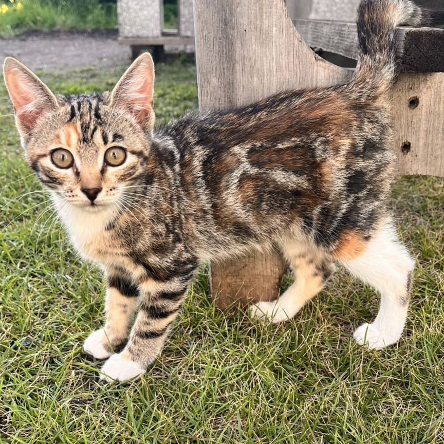 Котята