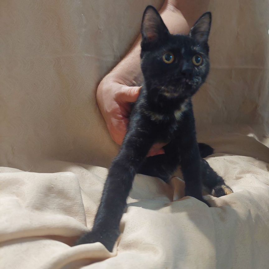 Кот