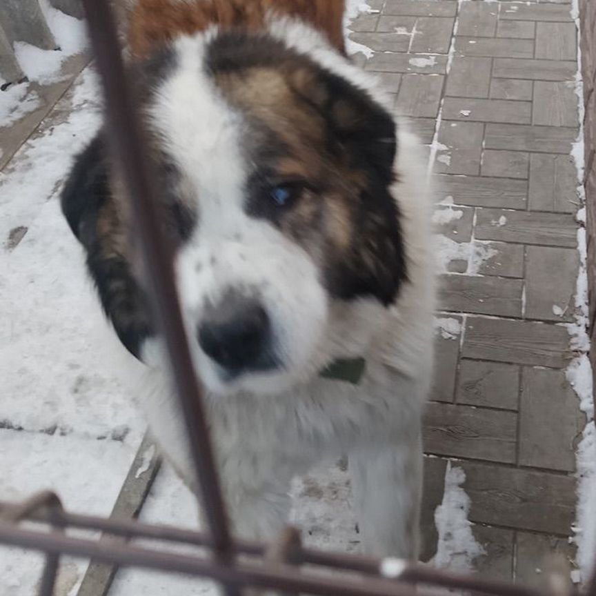 Московская сторожевая, взрослая собака