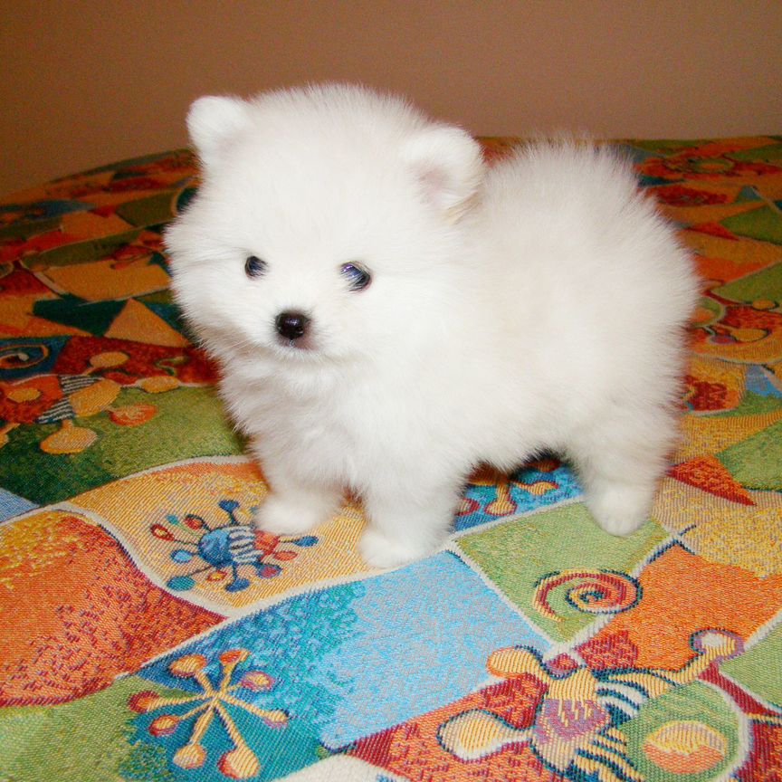 Шпиц малюсенький мальчишка