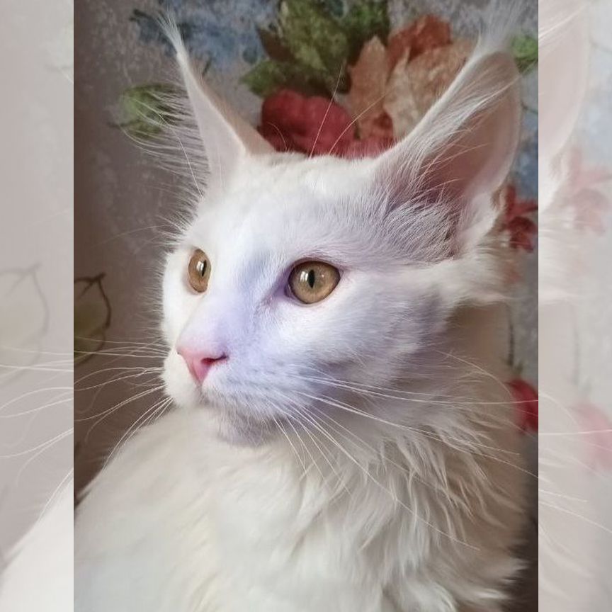 Мейн-кун котёнок