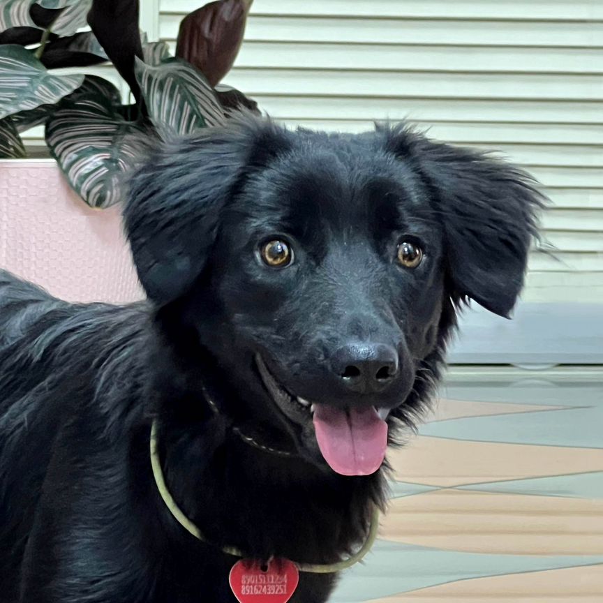 Взрослая собака в добрые руки