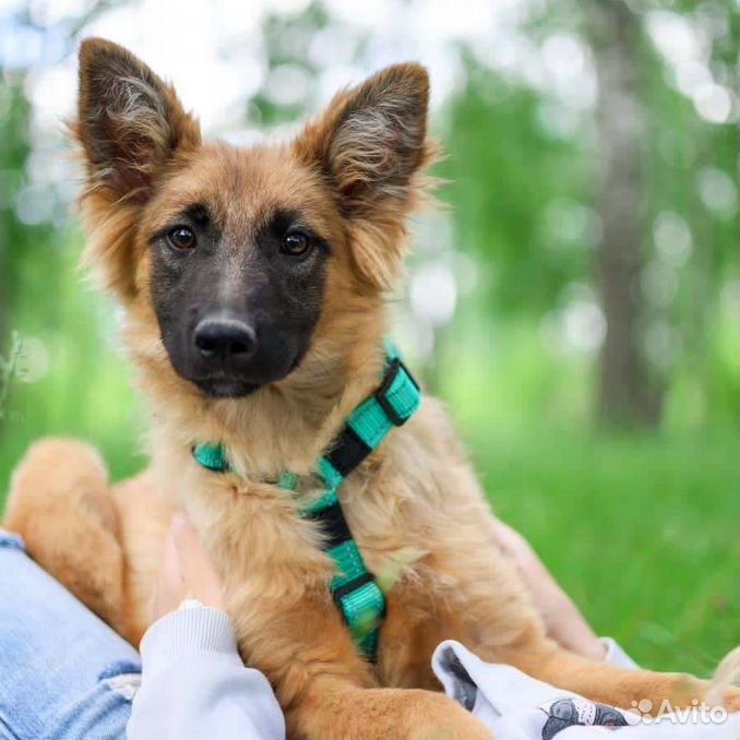 Щенку нужна семья