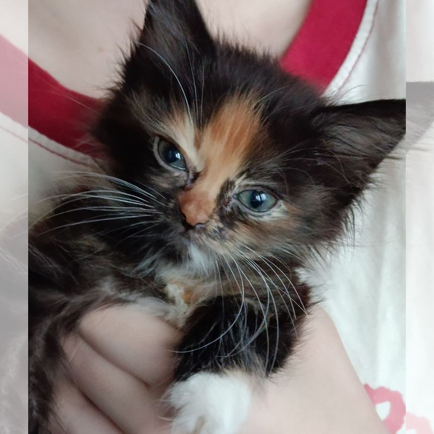 Котёнок в добрые руки