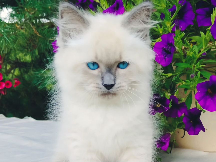 Котята невские маскарадные с документами
