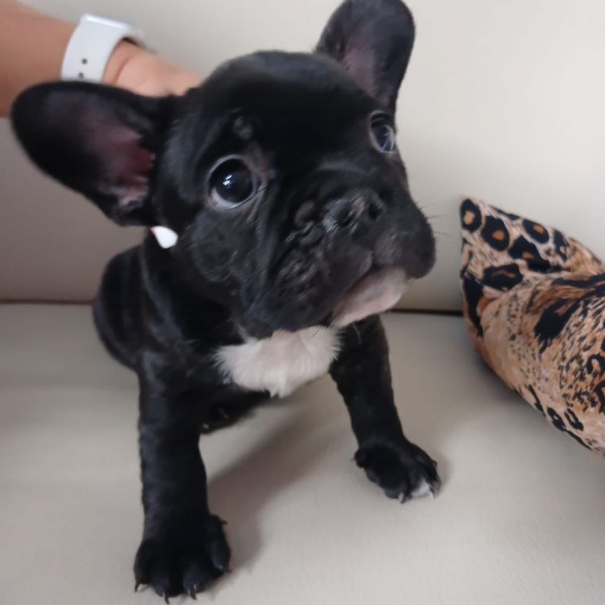 Щенята Французика