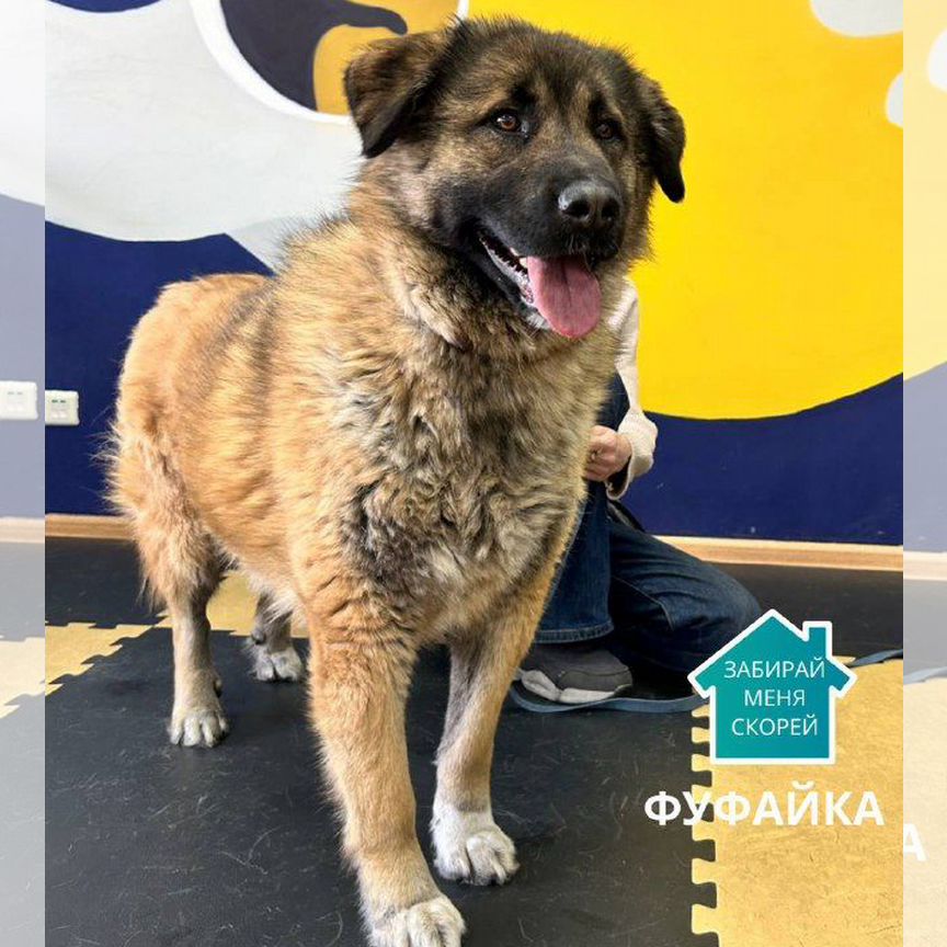 Взрослая собака в добрые руки
