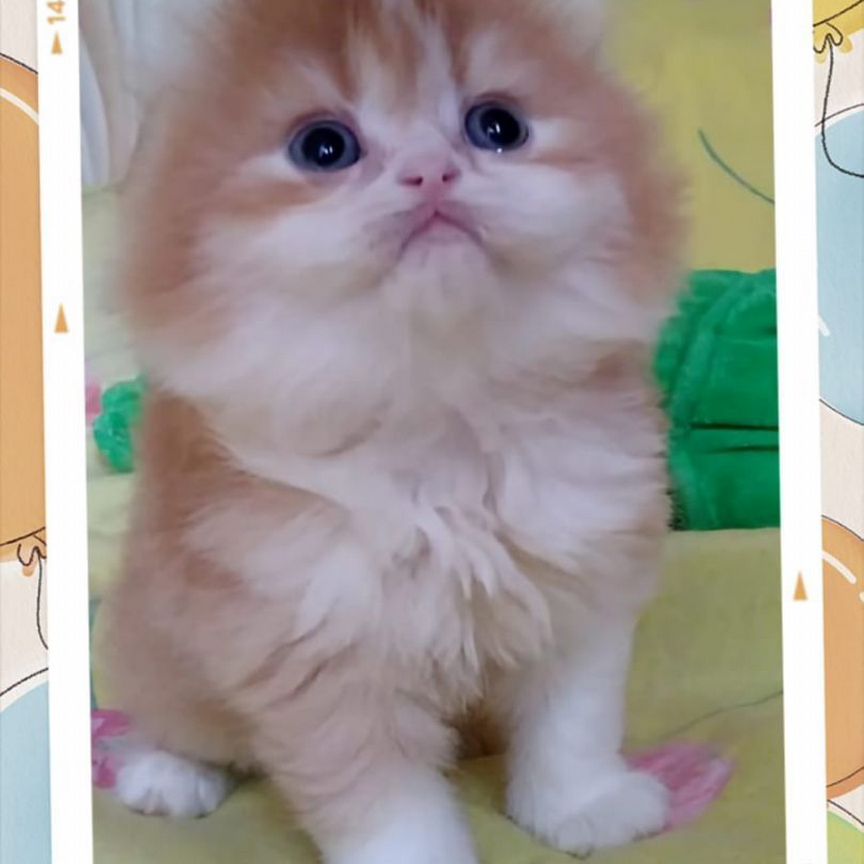 Шотландские котята