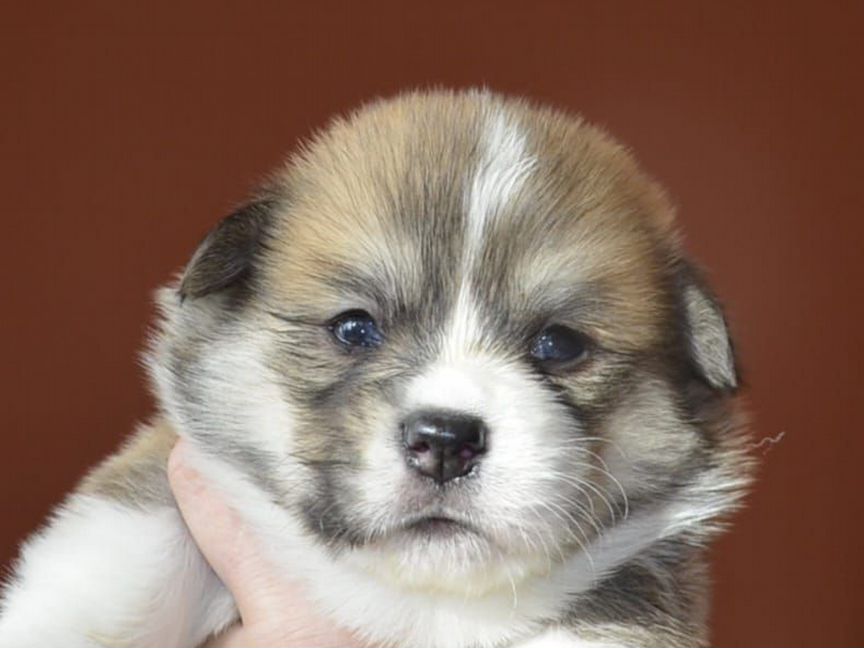 Классные мальчишки пемброка