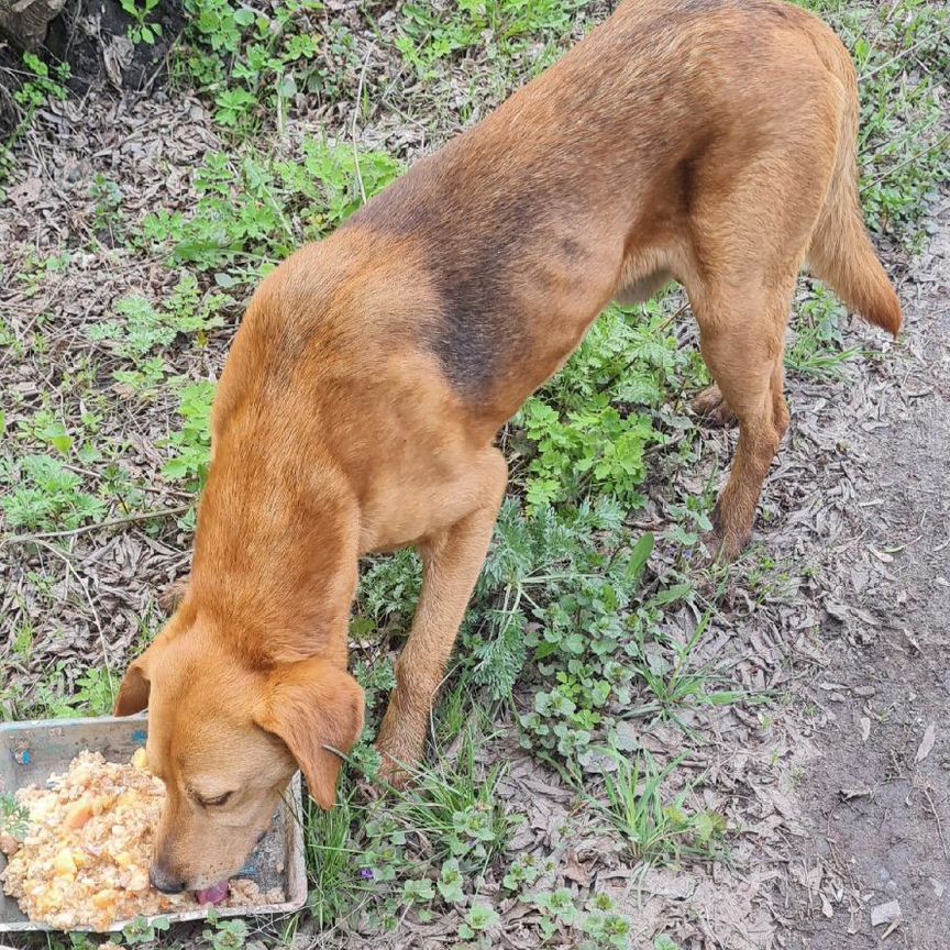 Русская гончая, взрослый пёс