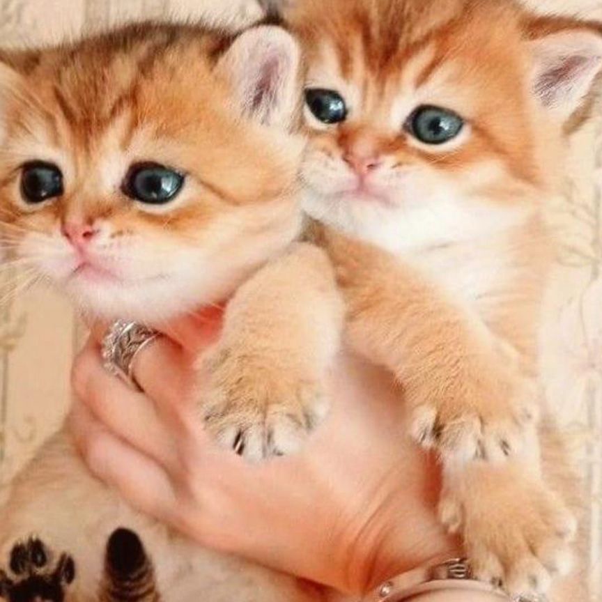 Шотландские котодетки яркое золото