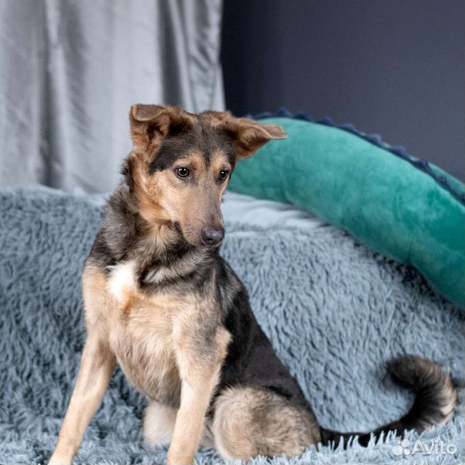 Айва в добрые руки