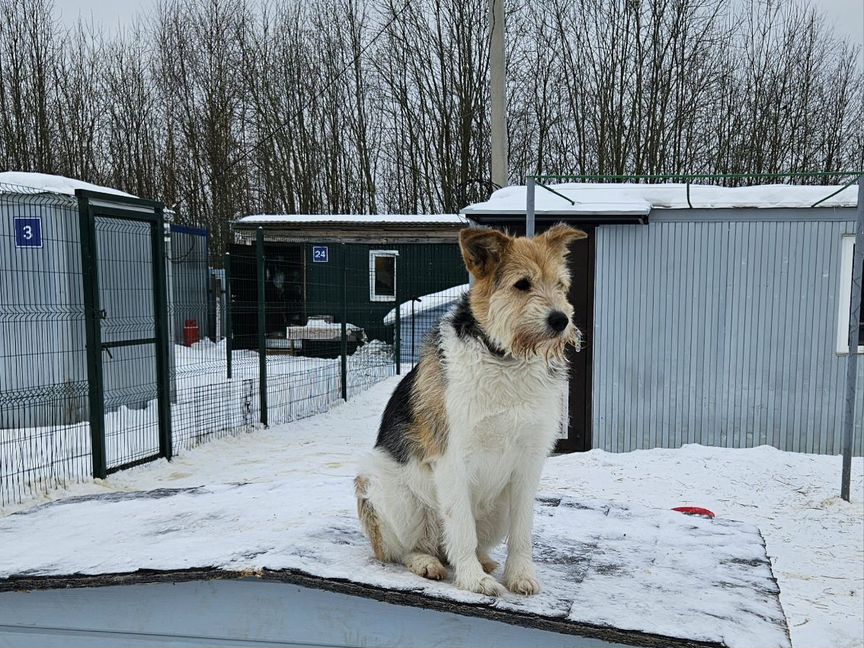 Терьеристая девочка в добрые руки