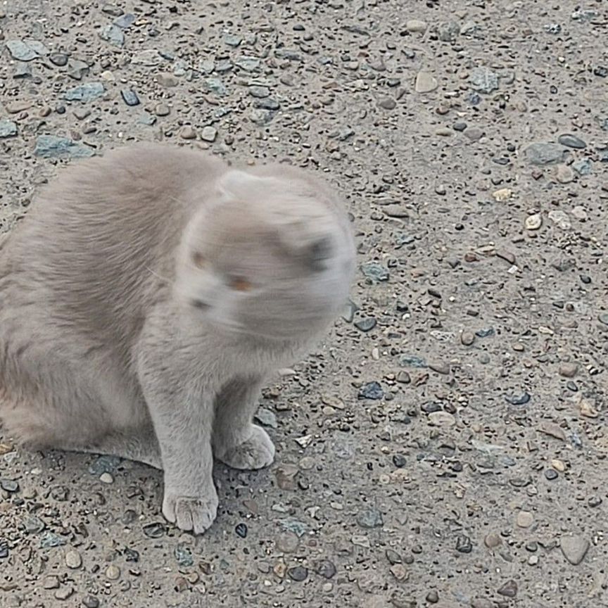 Котик