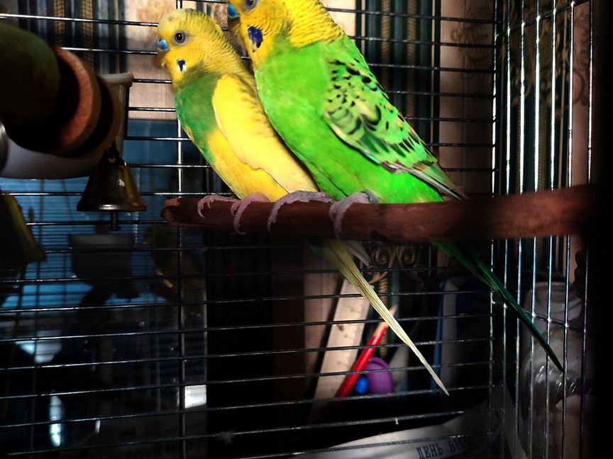 Волнистый попугай 2 шт