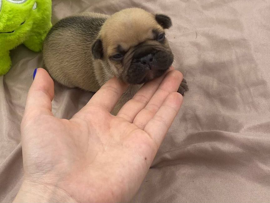 Породные щенки французского бульдога