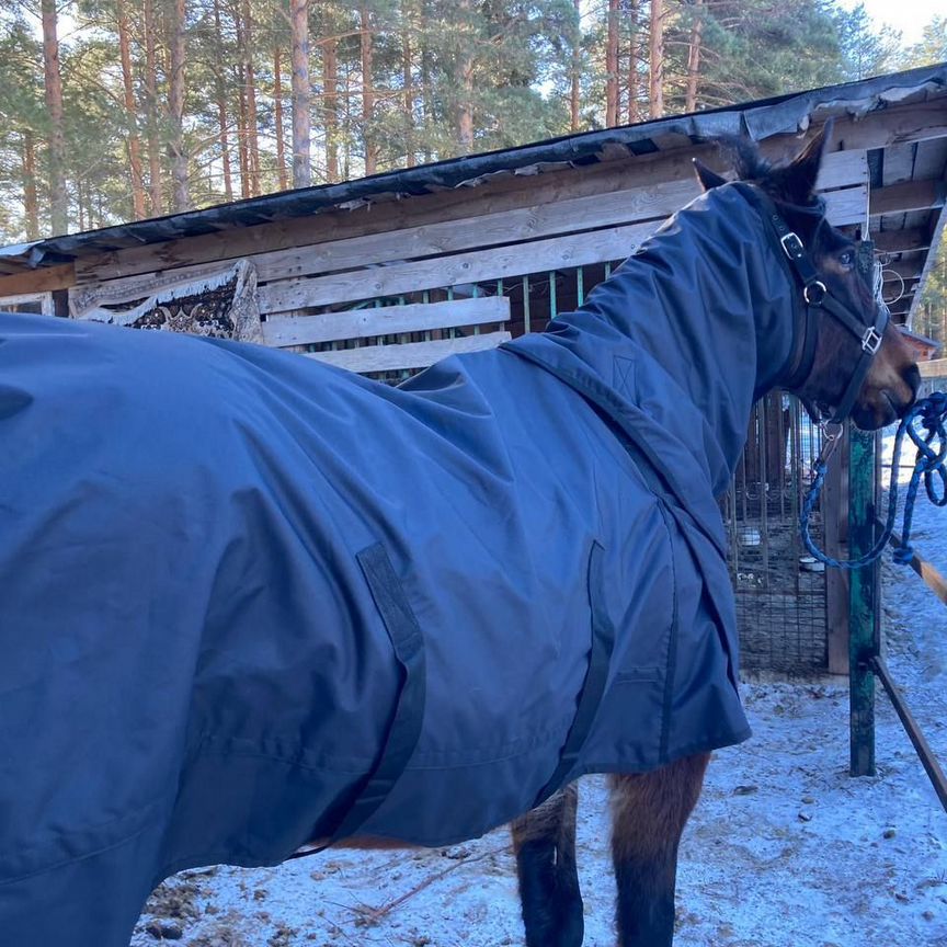 Попона для лошади
