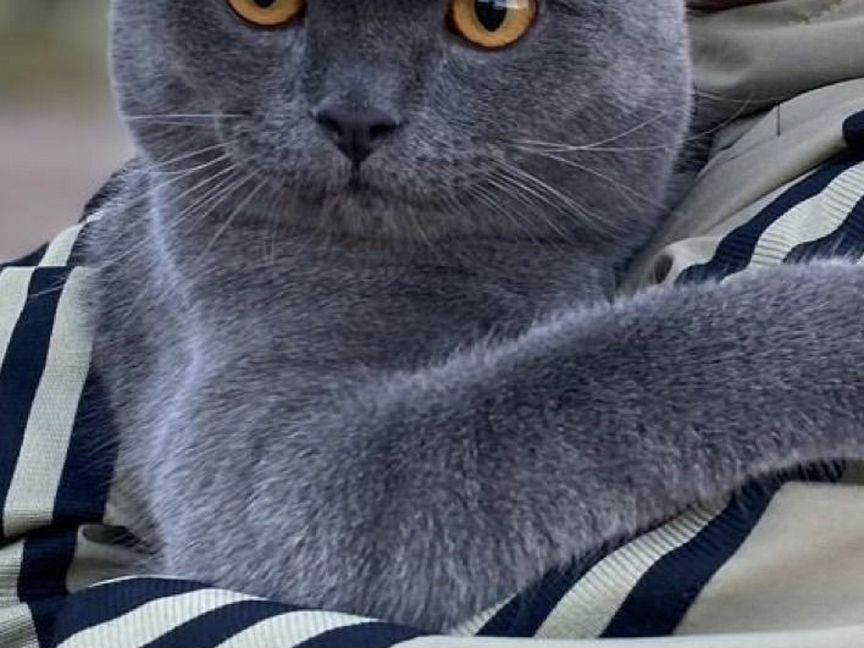 Шотландский кот вязка